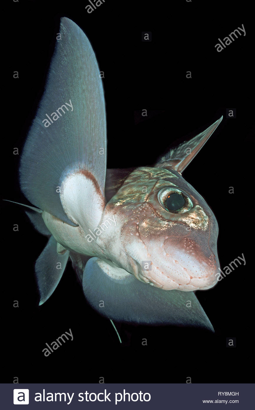 Chimaera Fish Stock Photos & Chimaera Fish Stock Images - Alamy