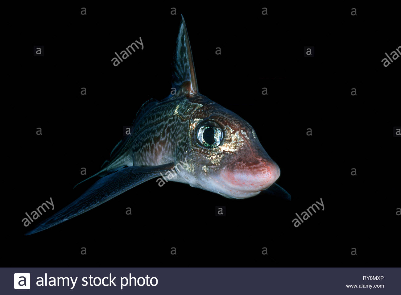 Chimaera Fish Stock Photos & Chimaera Fish Stock Images - Alamy