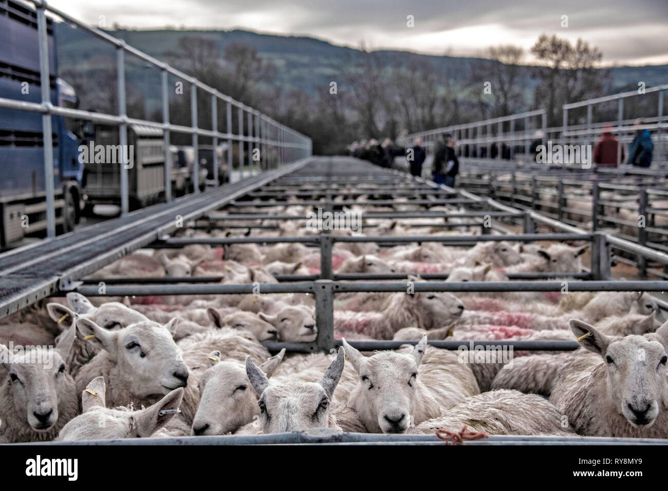 Livestock auctioneers hi-res stock photography and images - Alamy