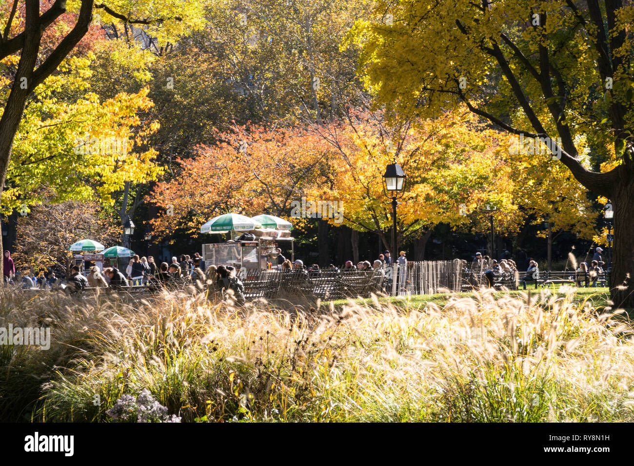 Nyc tree golden yellow fall foliage hi-res stock photography and images ...
