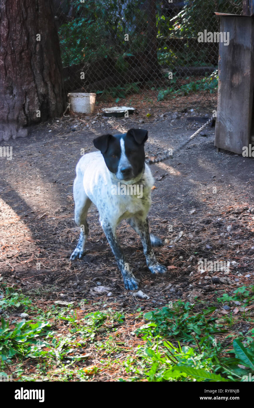 Dog On Chain Doghouse On High Resolution Stock Photography and Images ...
