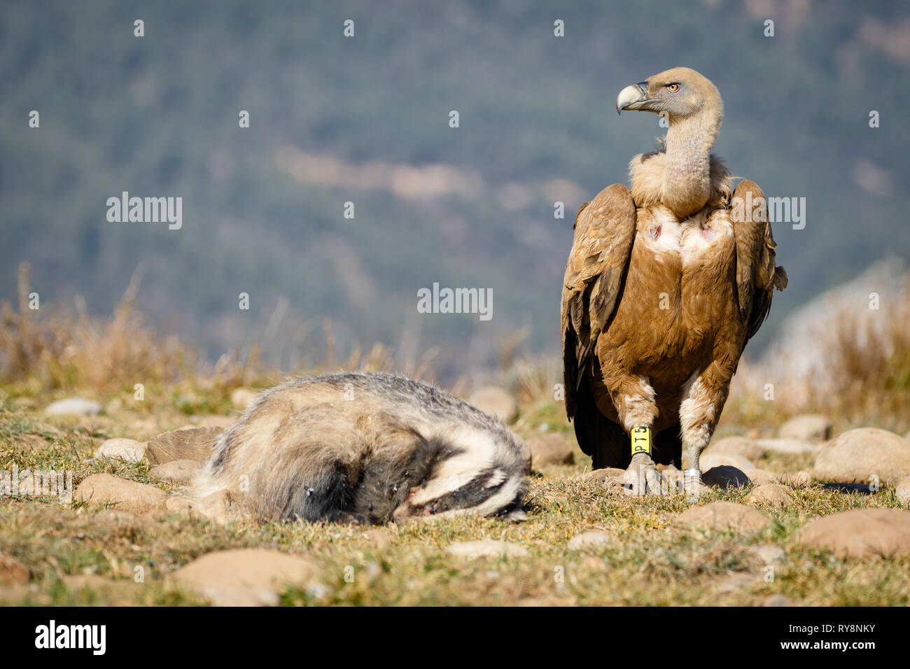 Tejon comun hi-res stock photography and images - Alamy