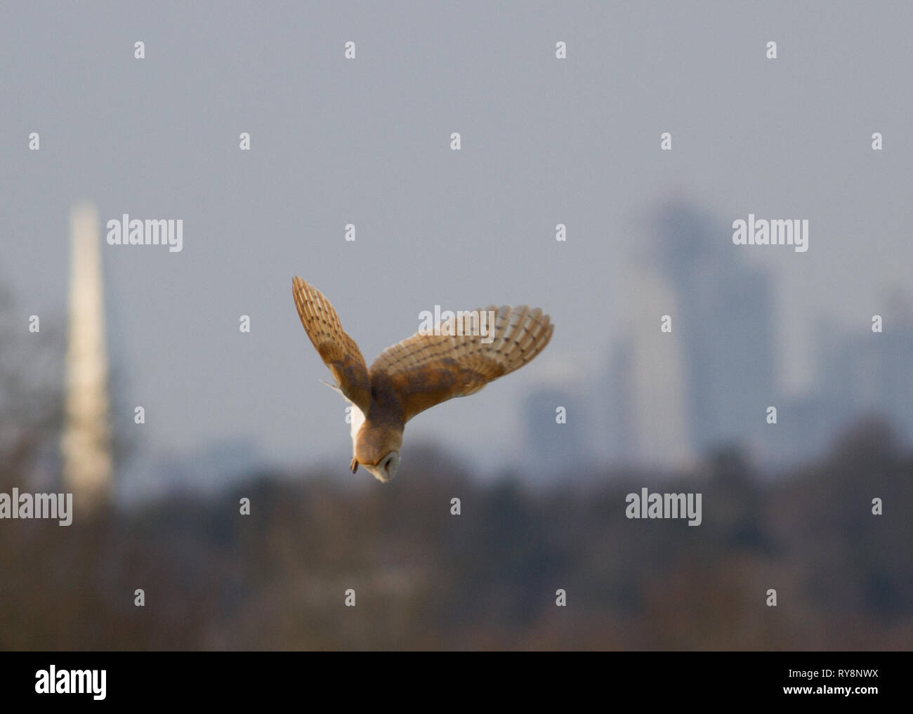 Barn Owl Hunting Stock Photo - Alamy