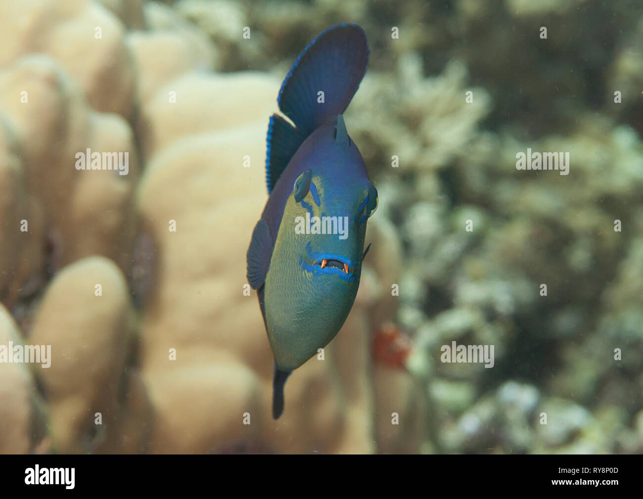 Red-toothed triggerfish ( Odonus niger ) swimming over coral reef of ...
