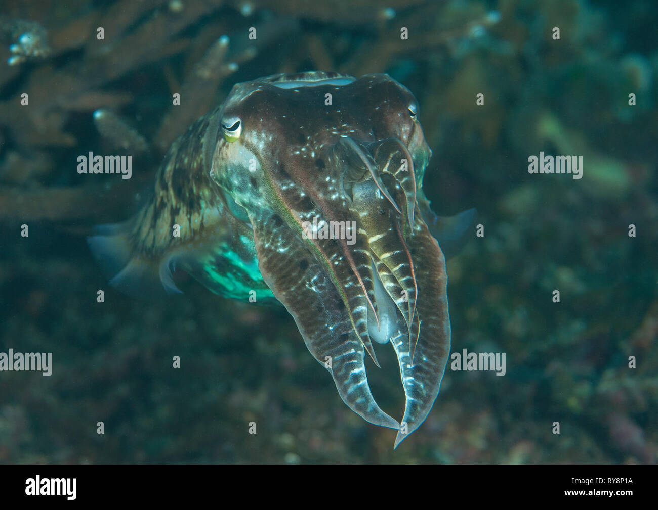 Sepia cuttlefish over coral reef of Bali, Indonesia Stock Photo - Alamy