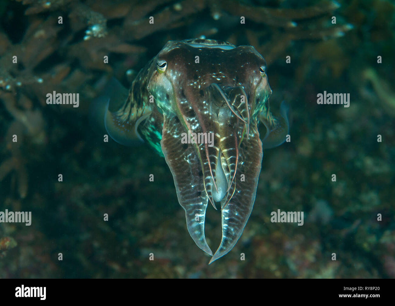 Sepia cuttlefish over coral reef of Bali, Indonesia Stock Photo - Alamy