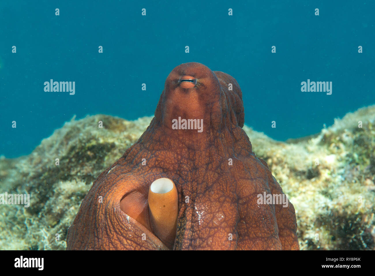Famous octopus hi-res stock photography and images - Alamy