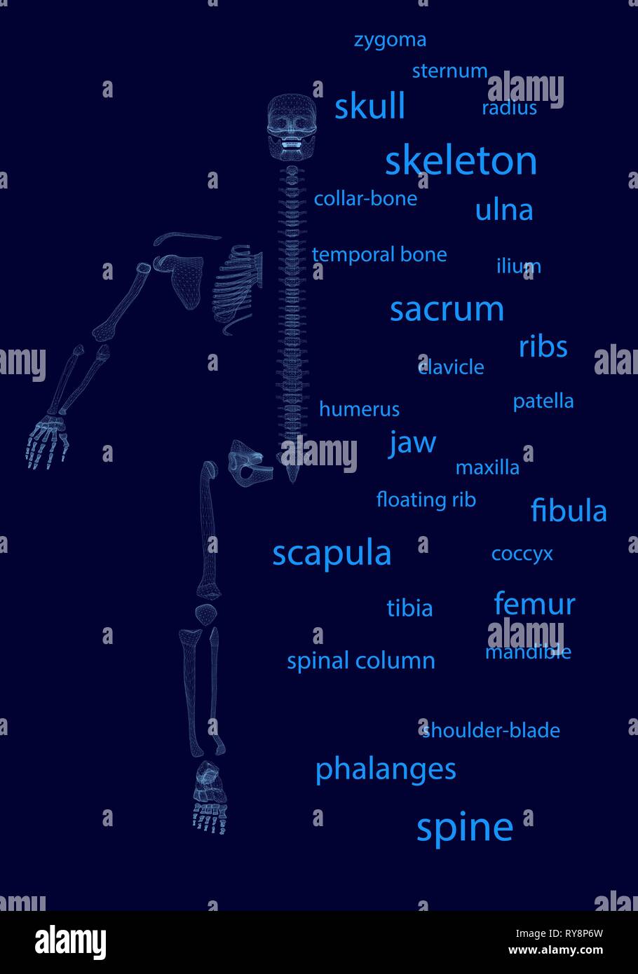 Skeleton Words