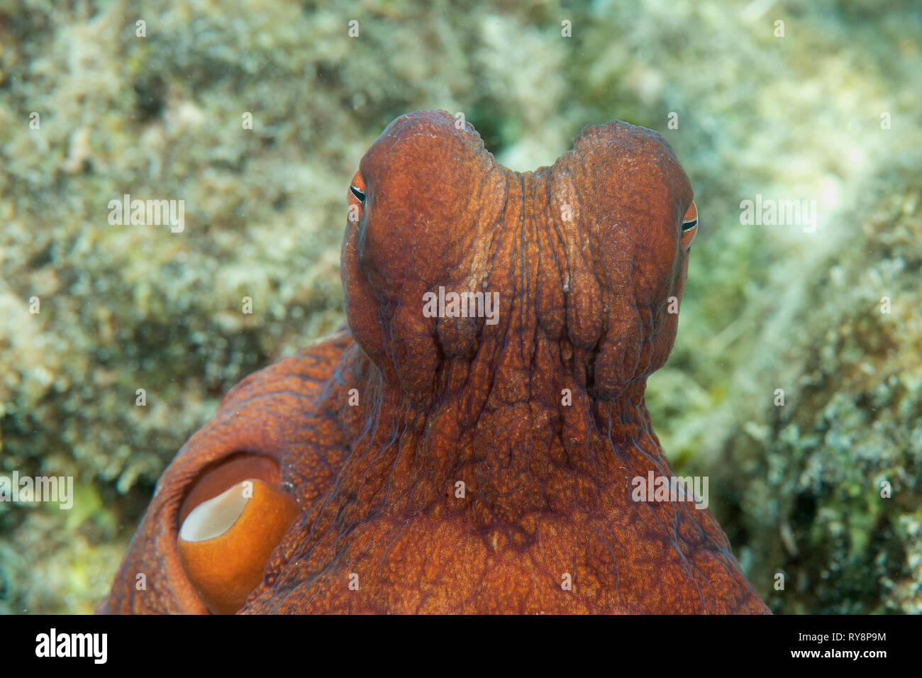 Common reef octopus (Octopus cyanea) among corals of Bali, Indonesia ...