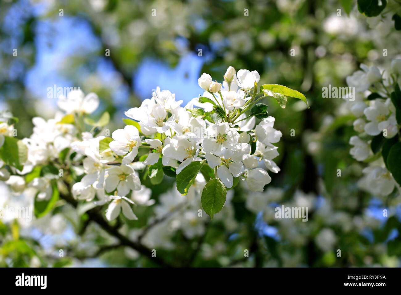 White flowers blossoming on apple hi-res stock photography and images ...