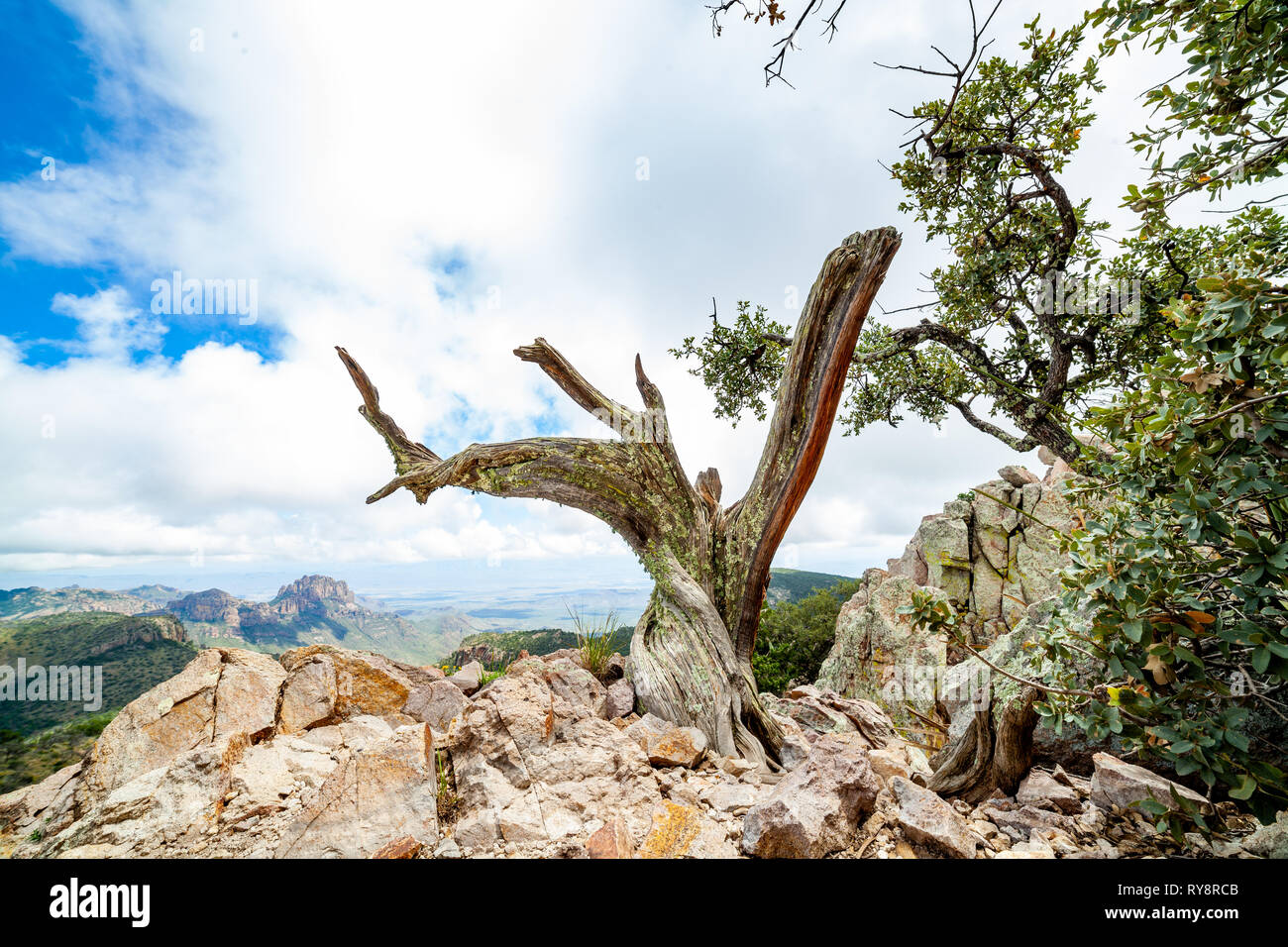 Twisting tree roots hi-res stock photography and images - Alamy