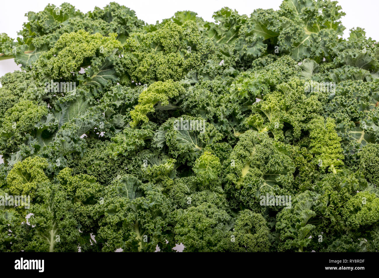 A healthy fresh curly kale Stock Photo - Alamy