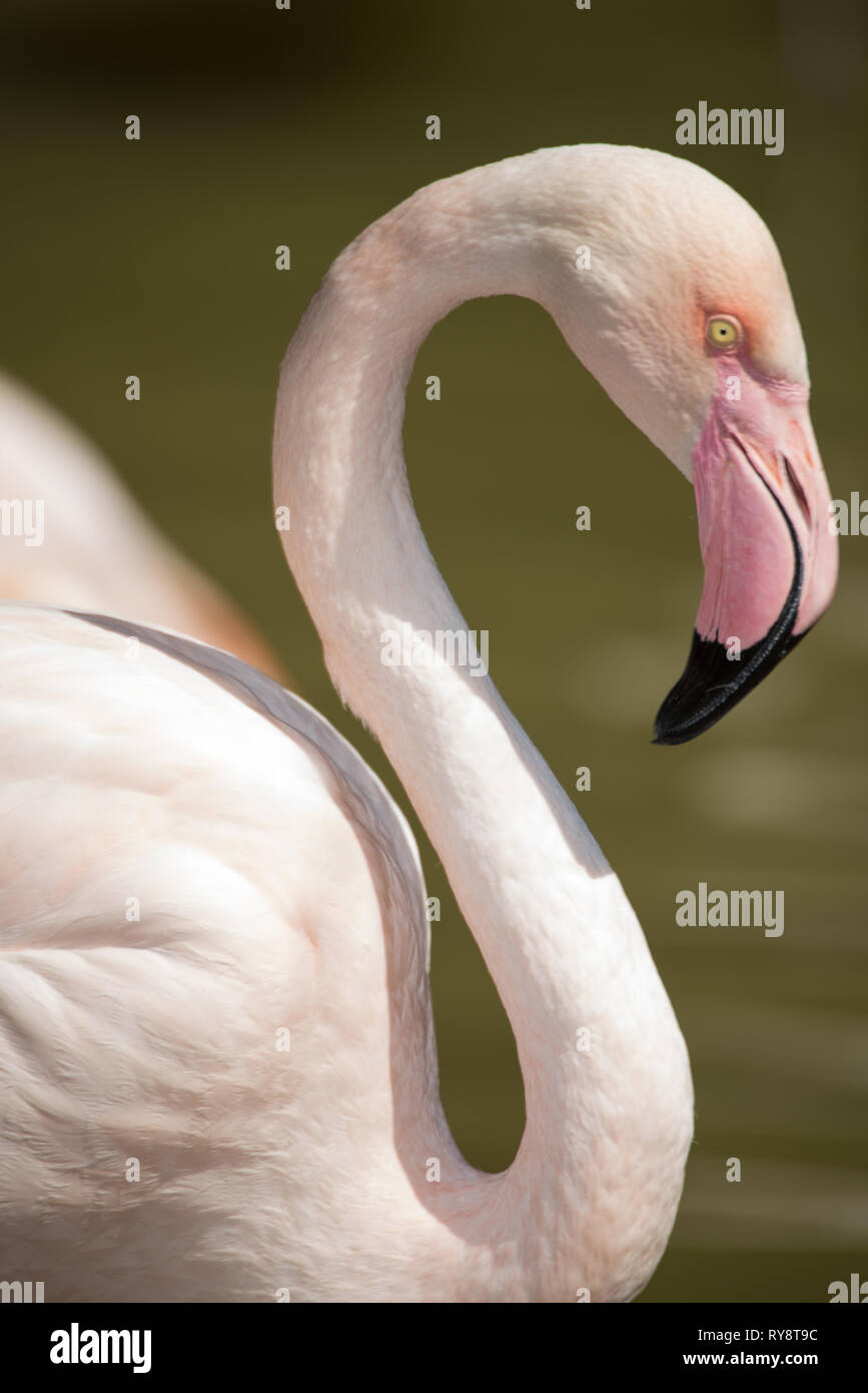 Flamingos phoenicopteridae hi-res stock photography and images - Alamy