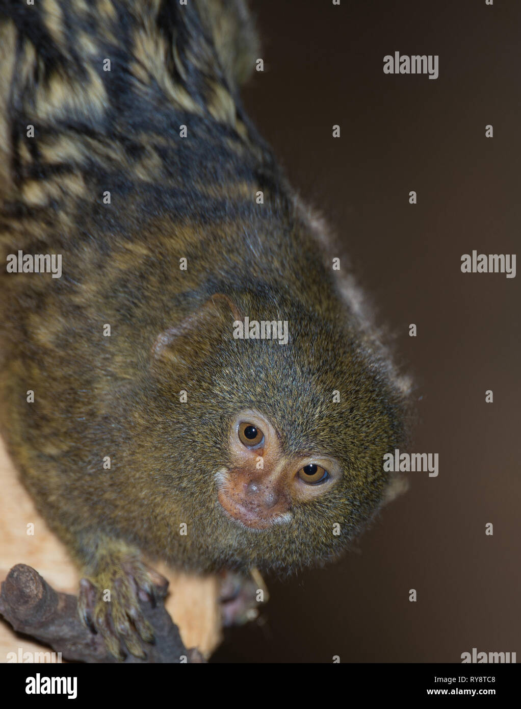 Europe, Italy, Rome, The Bioparco, Cebuella pygmaea, the pygmy marmoset ...