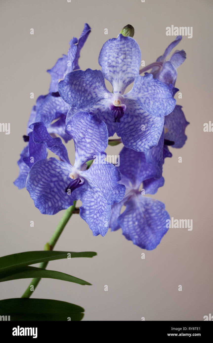 Vanda manuvadee hi-res stock photography and images - Alamy