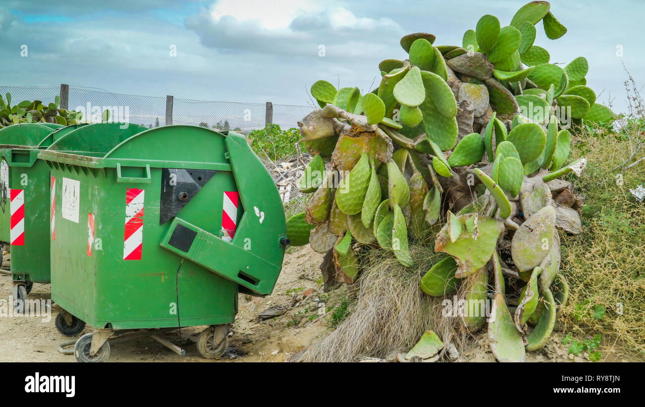 The green cactus and the green garbage bins on the side of the road in ...