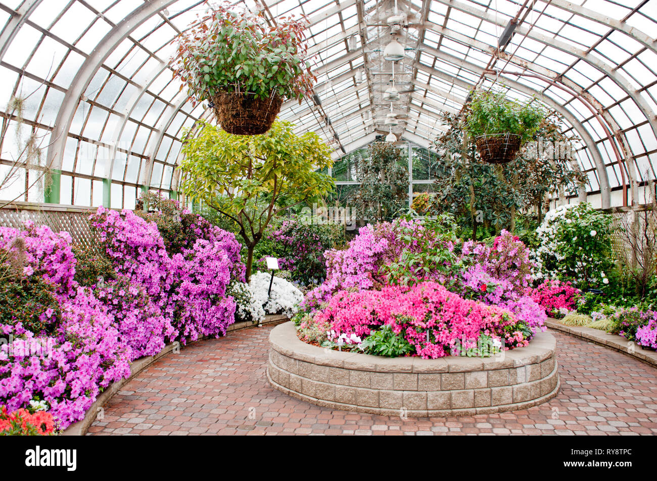 America, United States, Illinois, Chicago Botanical Garden, azaleas ...