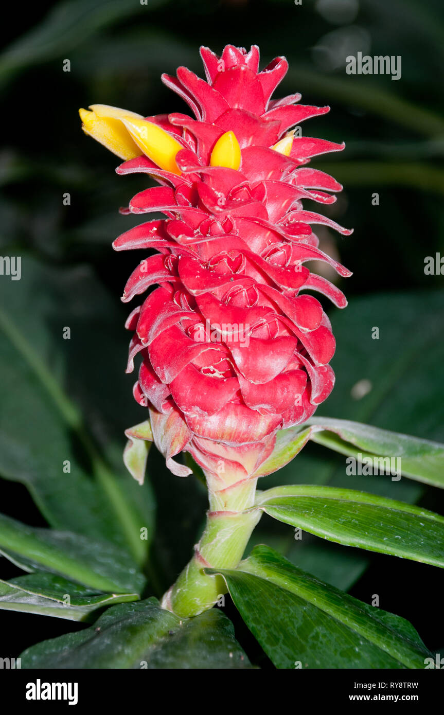 America, United States, Illinois, Chicago Botanical Garden, Red tower ...
