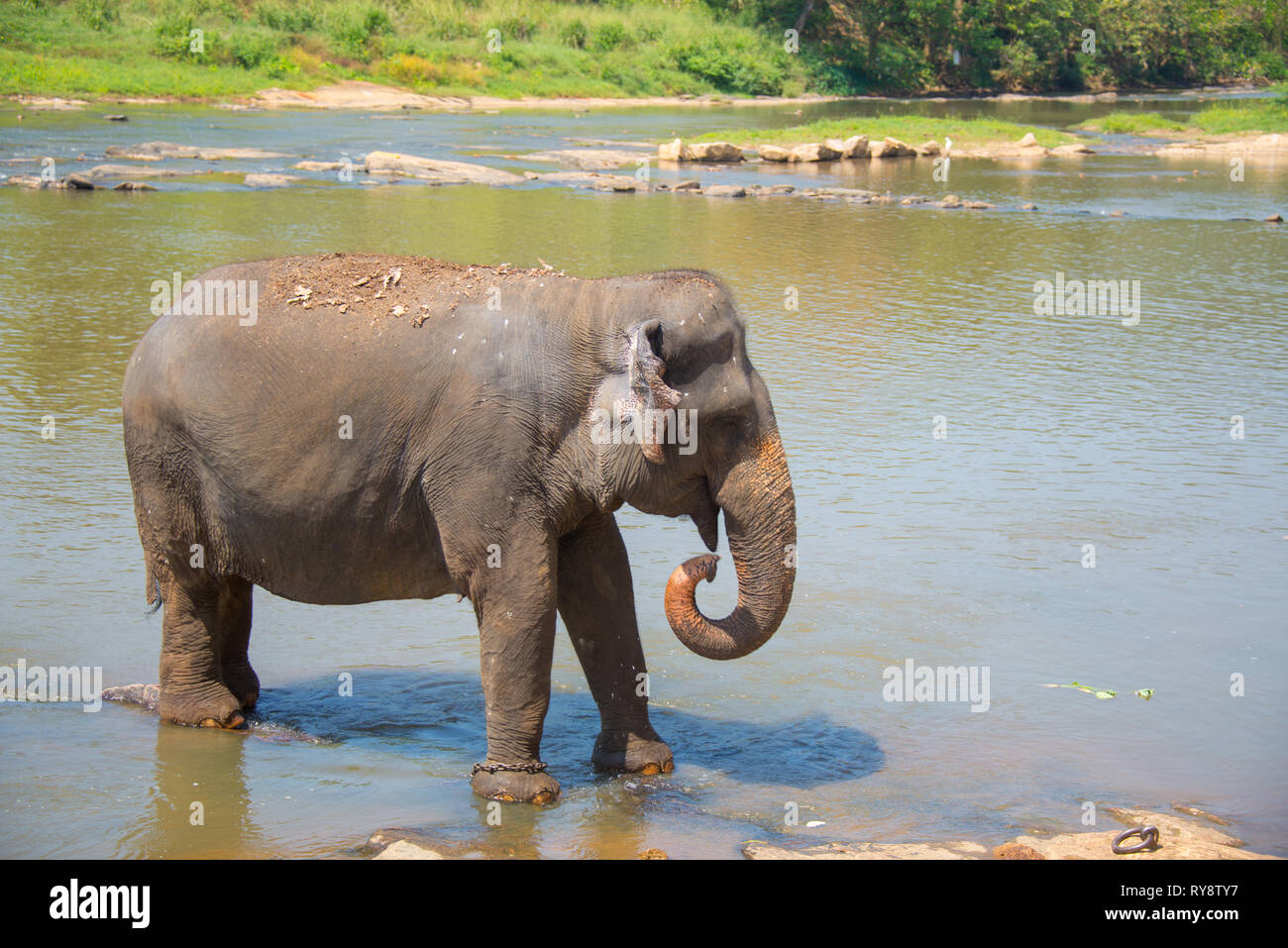 Asia, Sri Lanka, Pinnawala Elephant Orphanage, Sri Lankan elephant ...