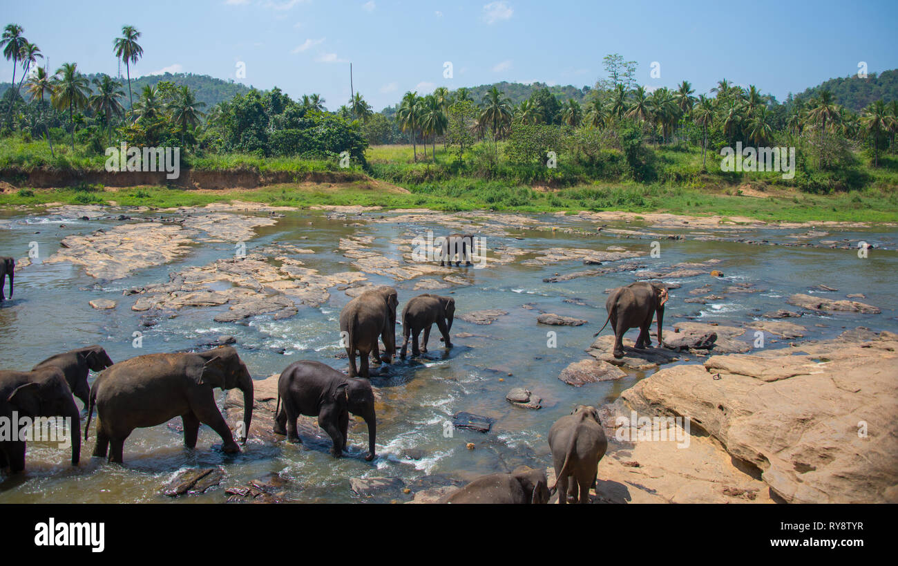 Asia, Sri Lanka, Pinnawala Elephant Orphanage, Sri Lankan elephant ...