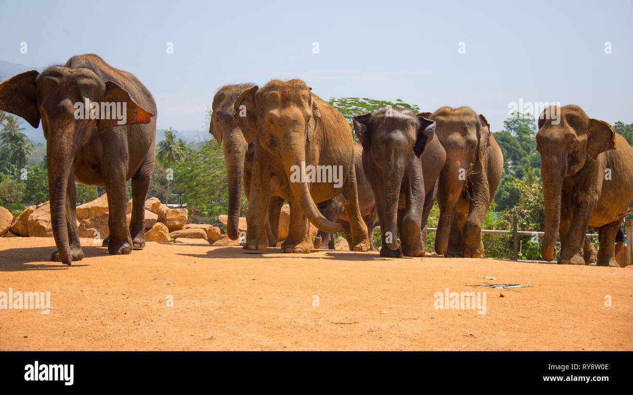 Asia, Sri Lanka, Pinnawala Elephant Orphanage, Sri Lankan elephant ...