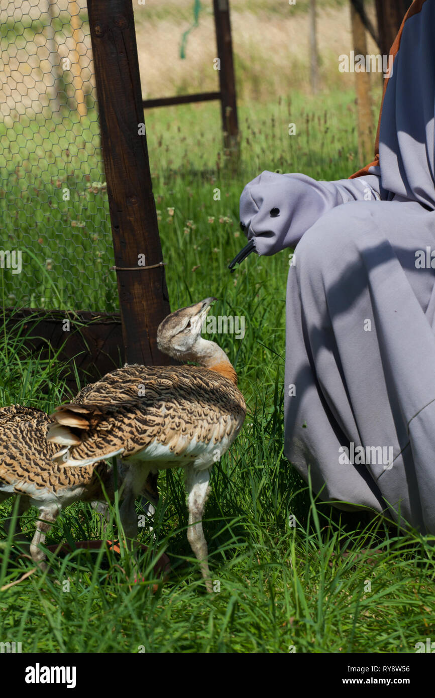 Great Bustard chicks (Otis tarda ) being fed with Lucerne leaves as ...