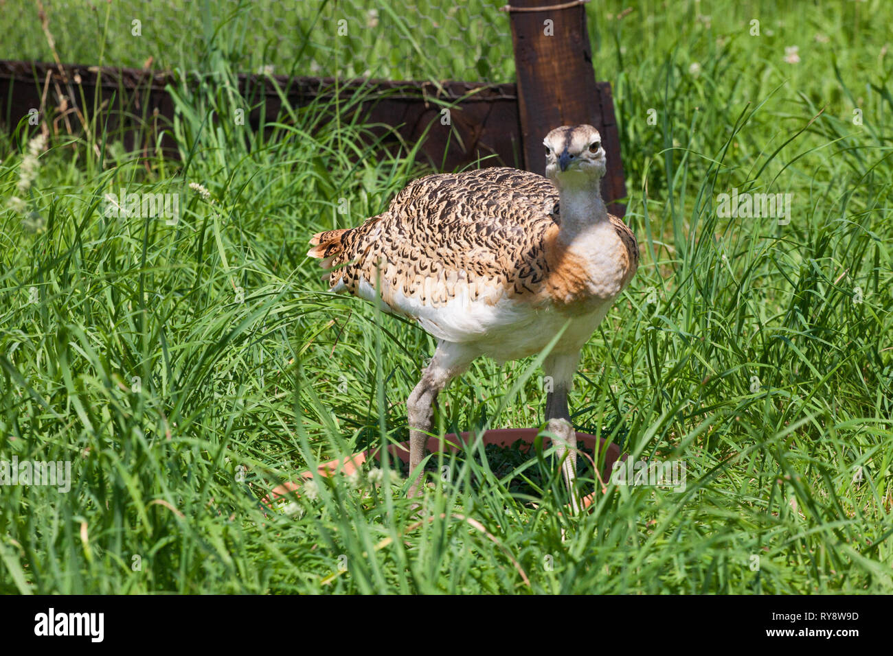 Great Bustard (Otis tarda ) chicks in rearing pen, part of Salisbury ...