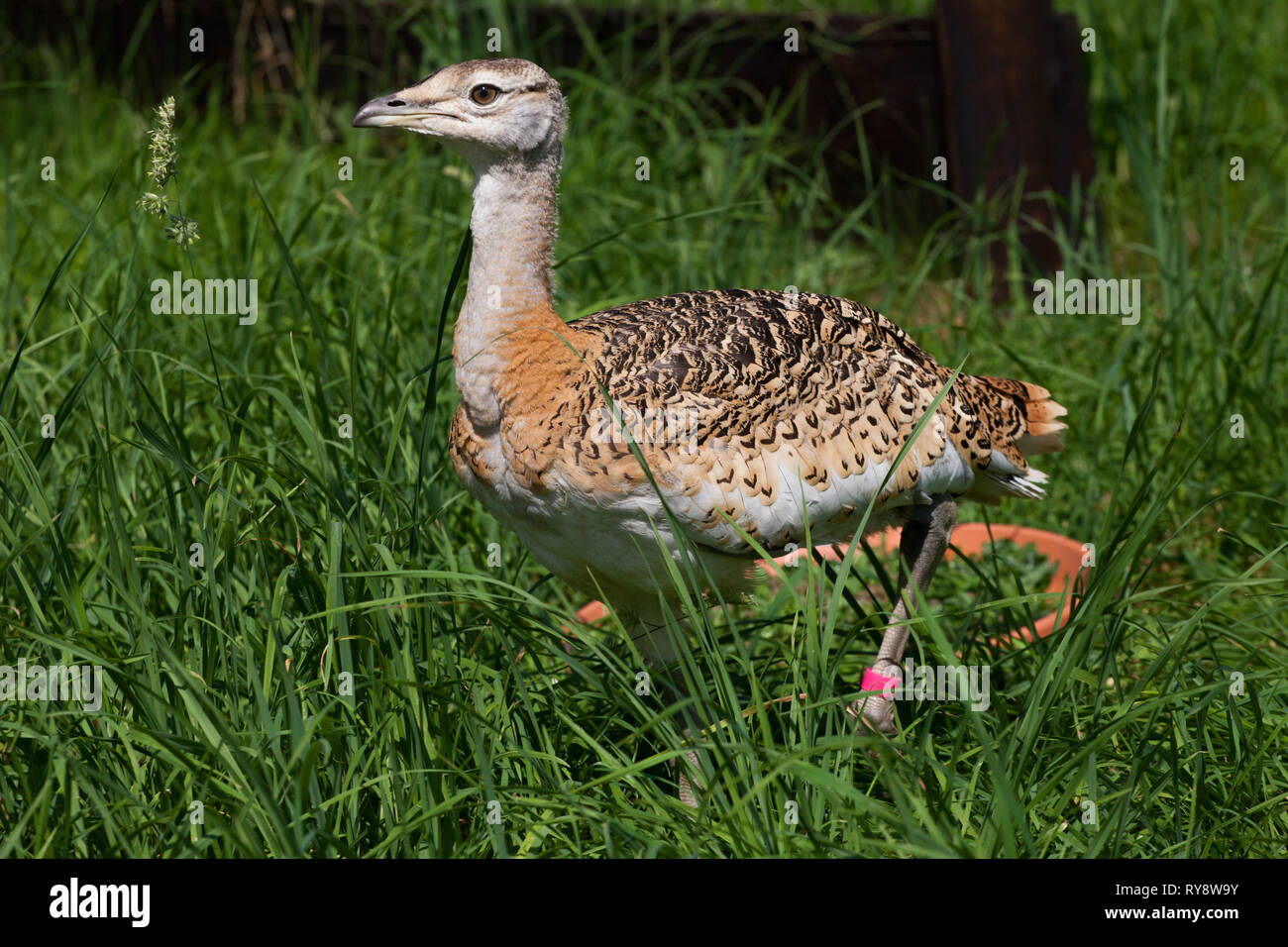 Great Bustard (Otis tarda ) chicks in rearing pen, part of Salisbury ...