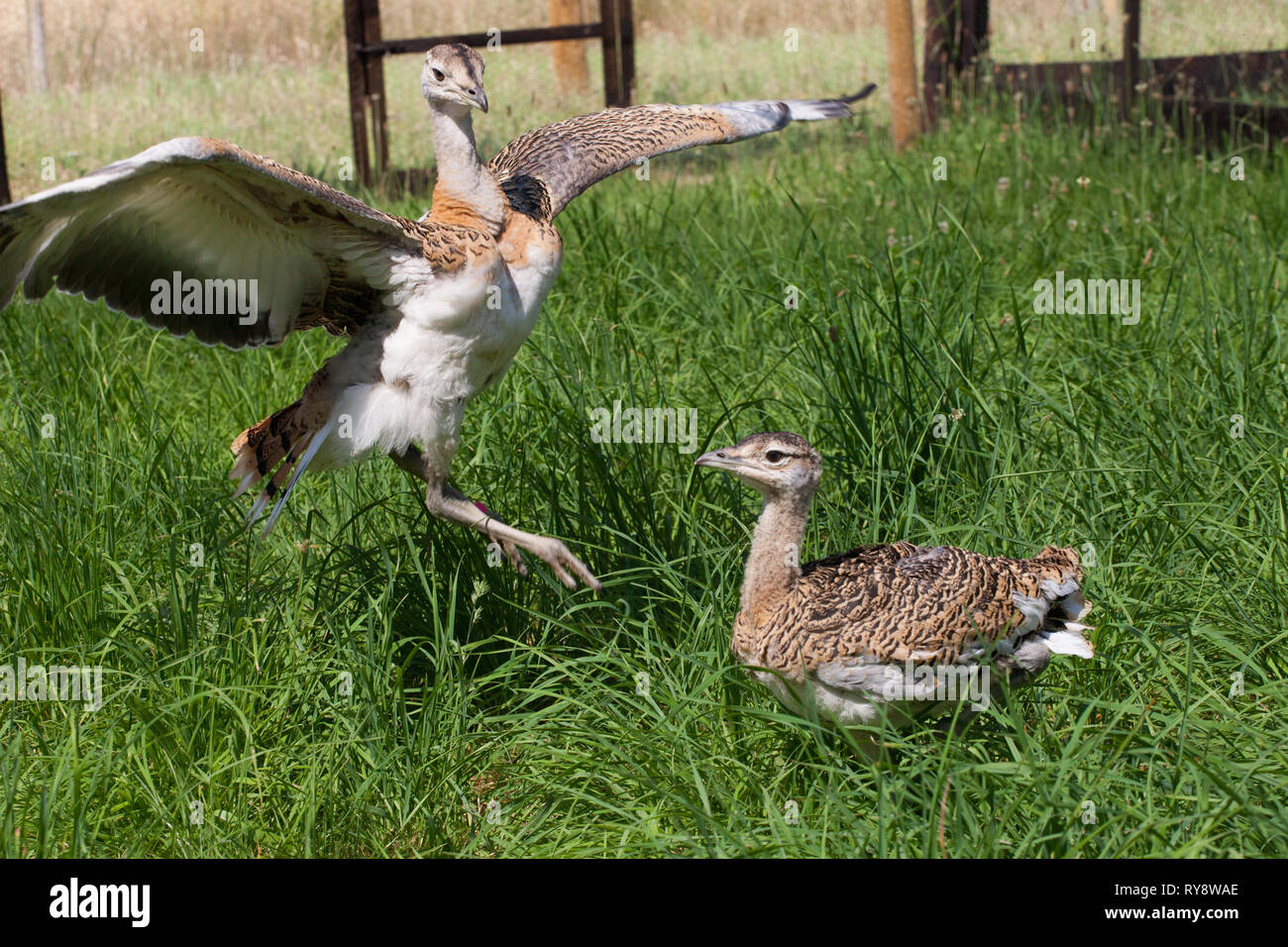 Young gt bustard birds hi-res stock photography and images - Alamy