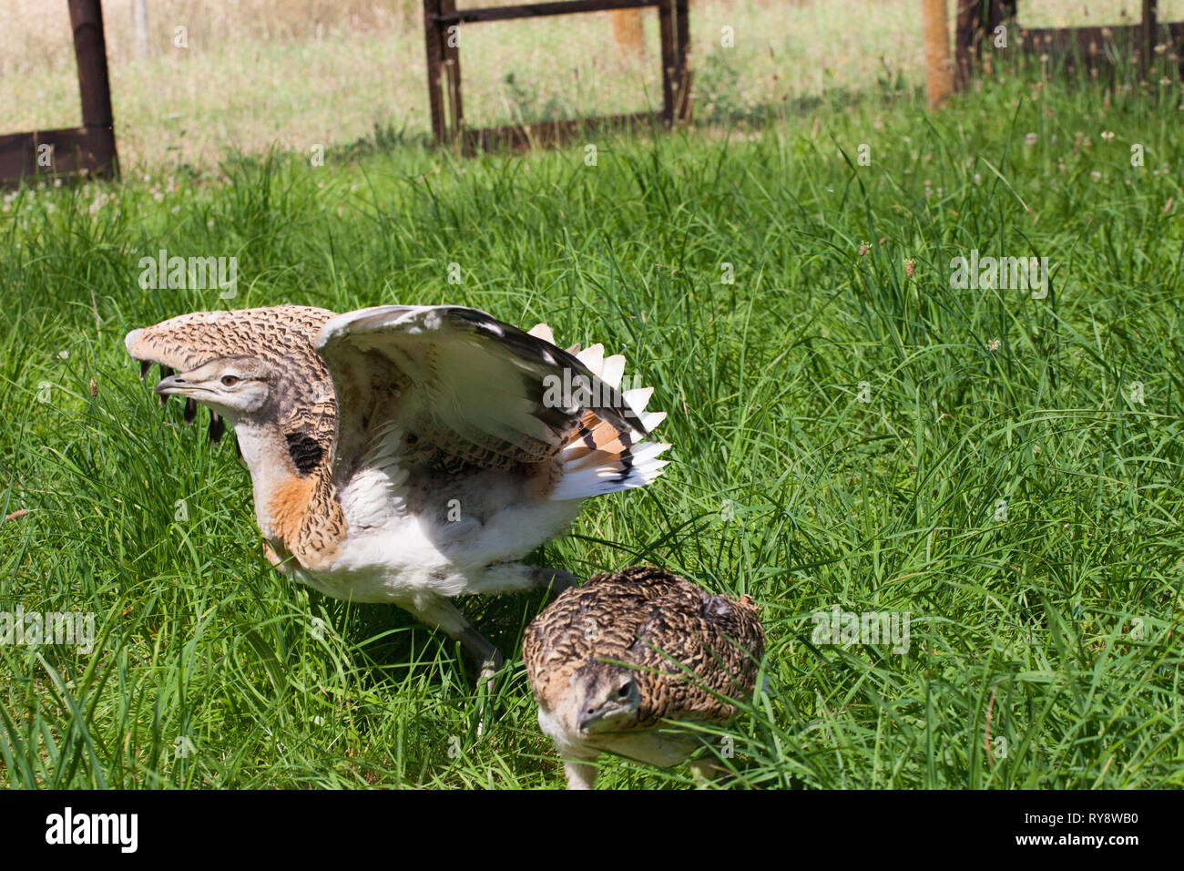 Great Bustard (Otis tarda ) chicks in rearing pen, part of Salisbury ...