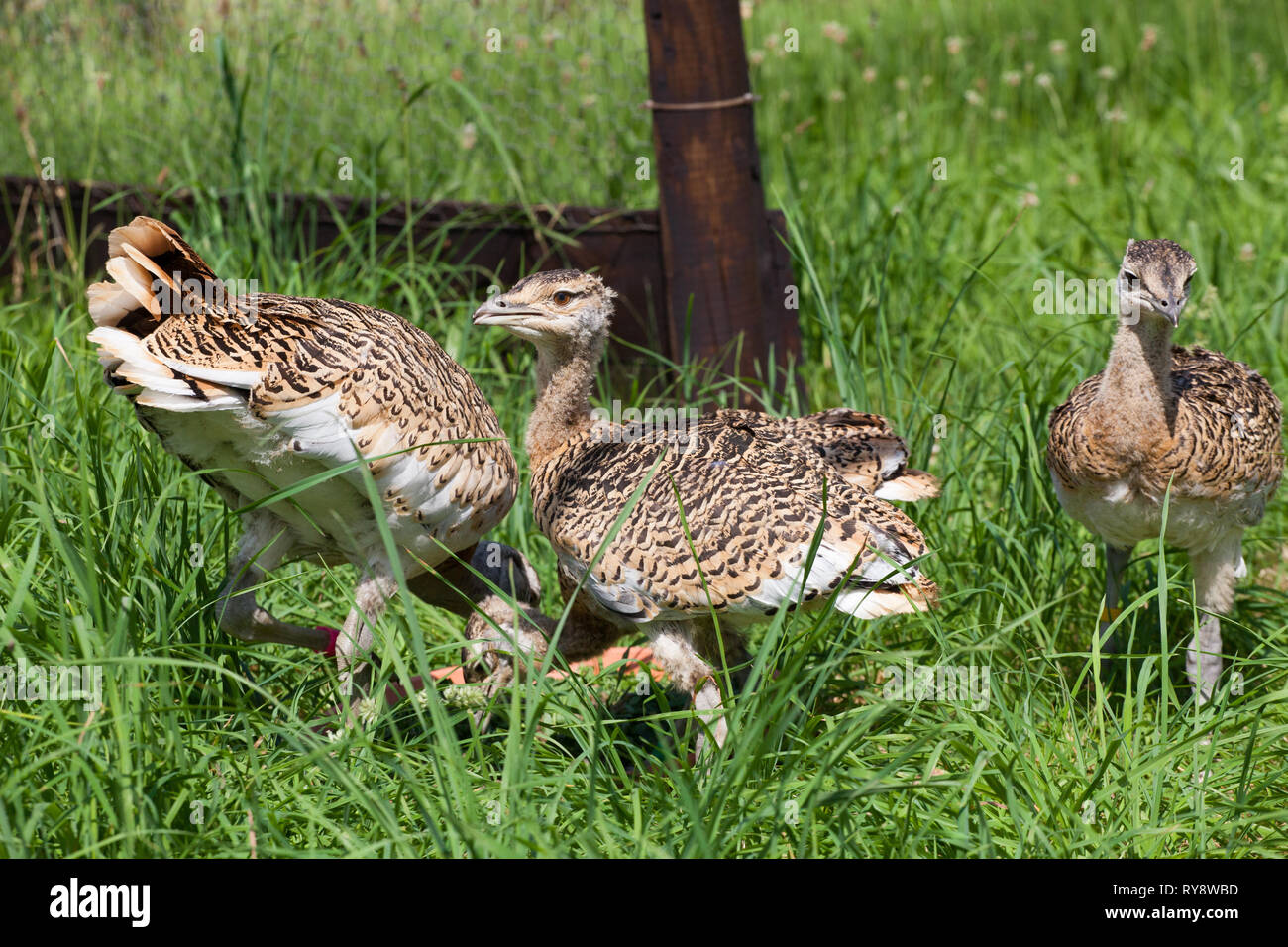 Great Bustard (Otis tarda ) chicks in rearing pen, part of Salisbury ...