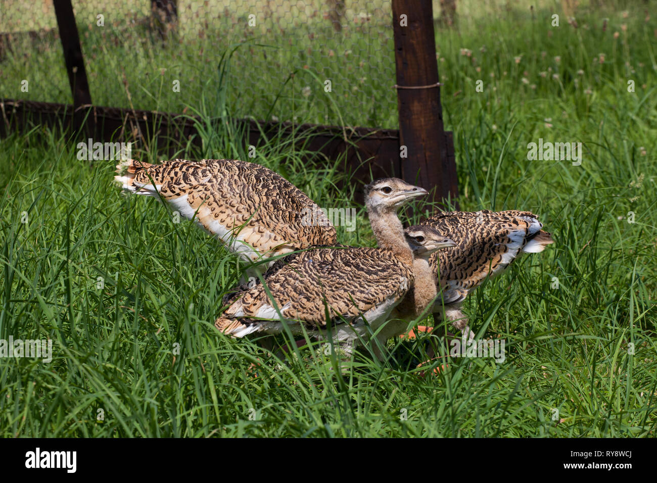Great Bustard (Otis tarda ) chicks in rearing pen, part of Salisbury ...