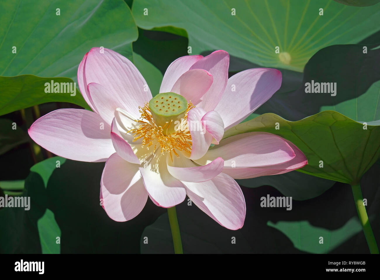 Sacred lotus (Nelumbo nucifera). Known also as Indian Lotus, Bean of ...