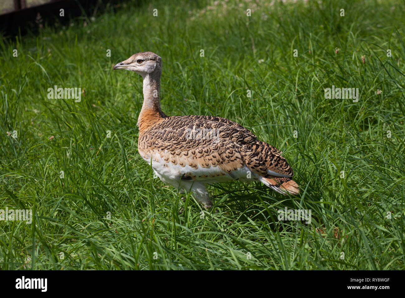 Great Bustard (Otis tarda ) chicks in rearing pen, part of Salisbury ...