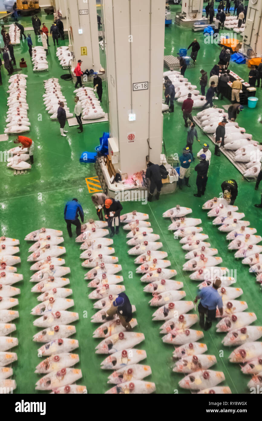Japan, Honshu, Tokyo, Toyosu Fish Market, View of The Early Morning ...