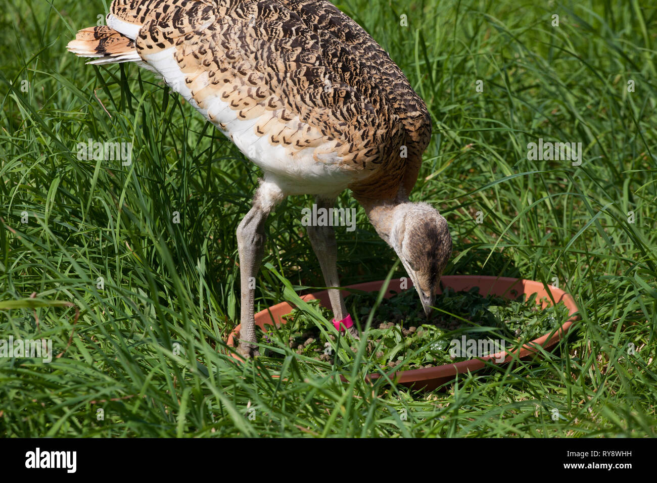 Great Bustard (Otis tarda ) chicks in rearing pen, part of Salisbury ...
