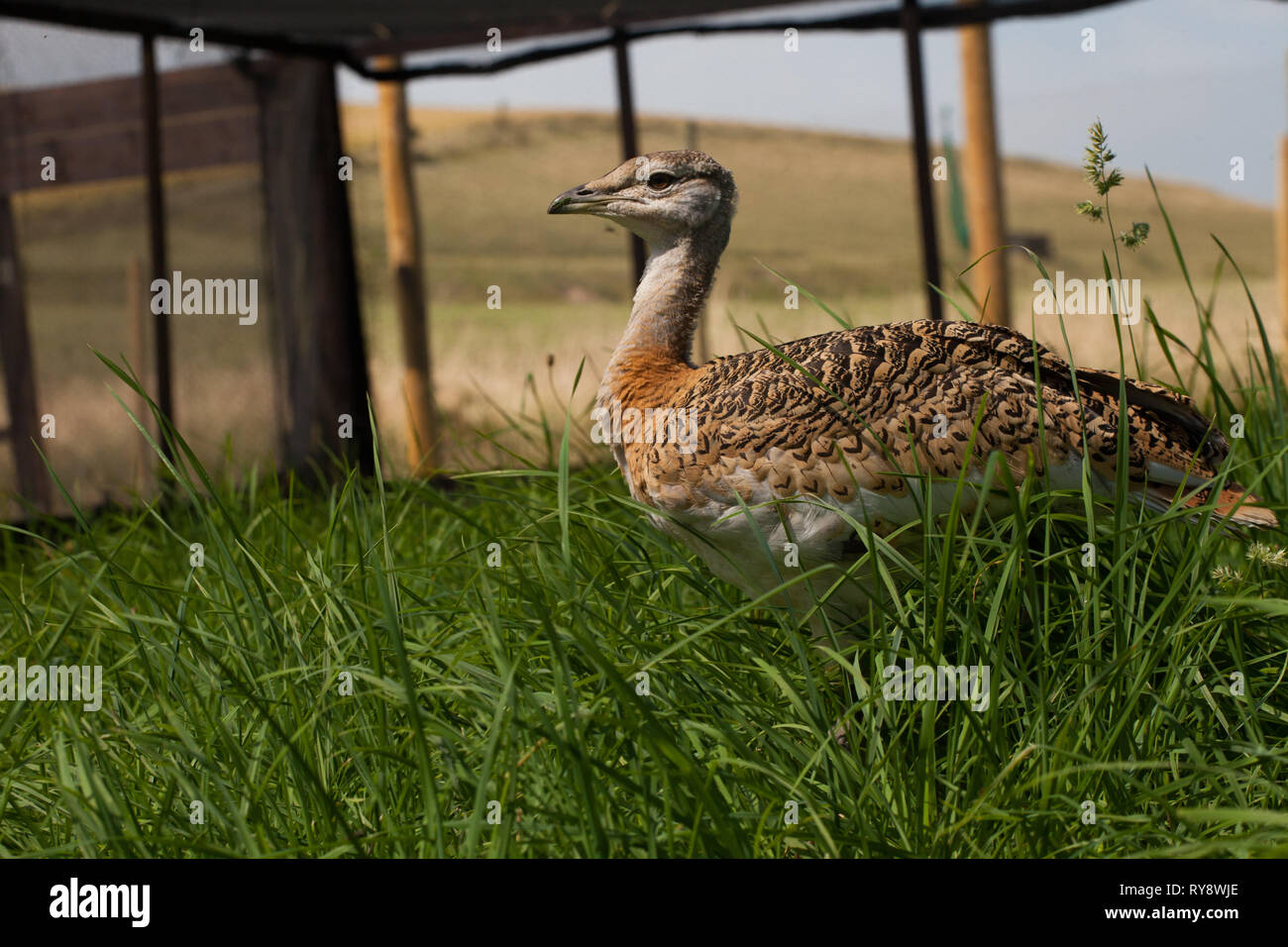 Great Bustard (Otis tarda ) chicks in rearing pen, part of Salisbury ...