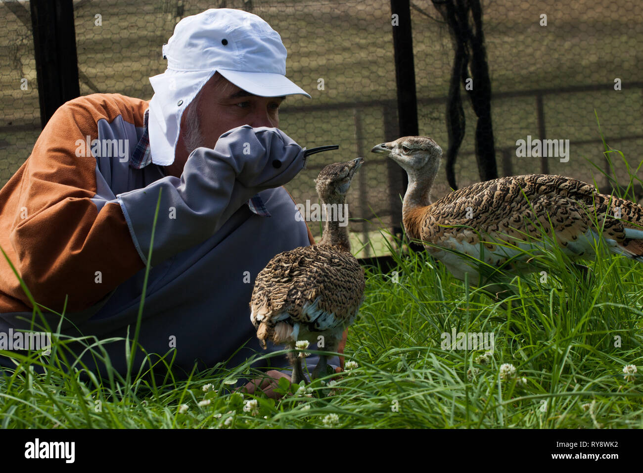 Great Bustard chicks (Otis tarda ) being fed with Lucerne leaves as ...