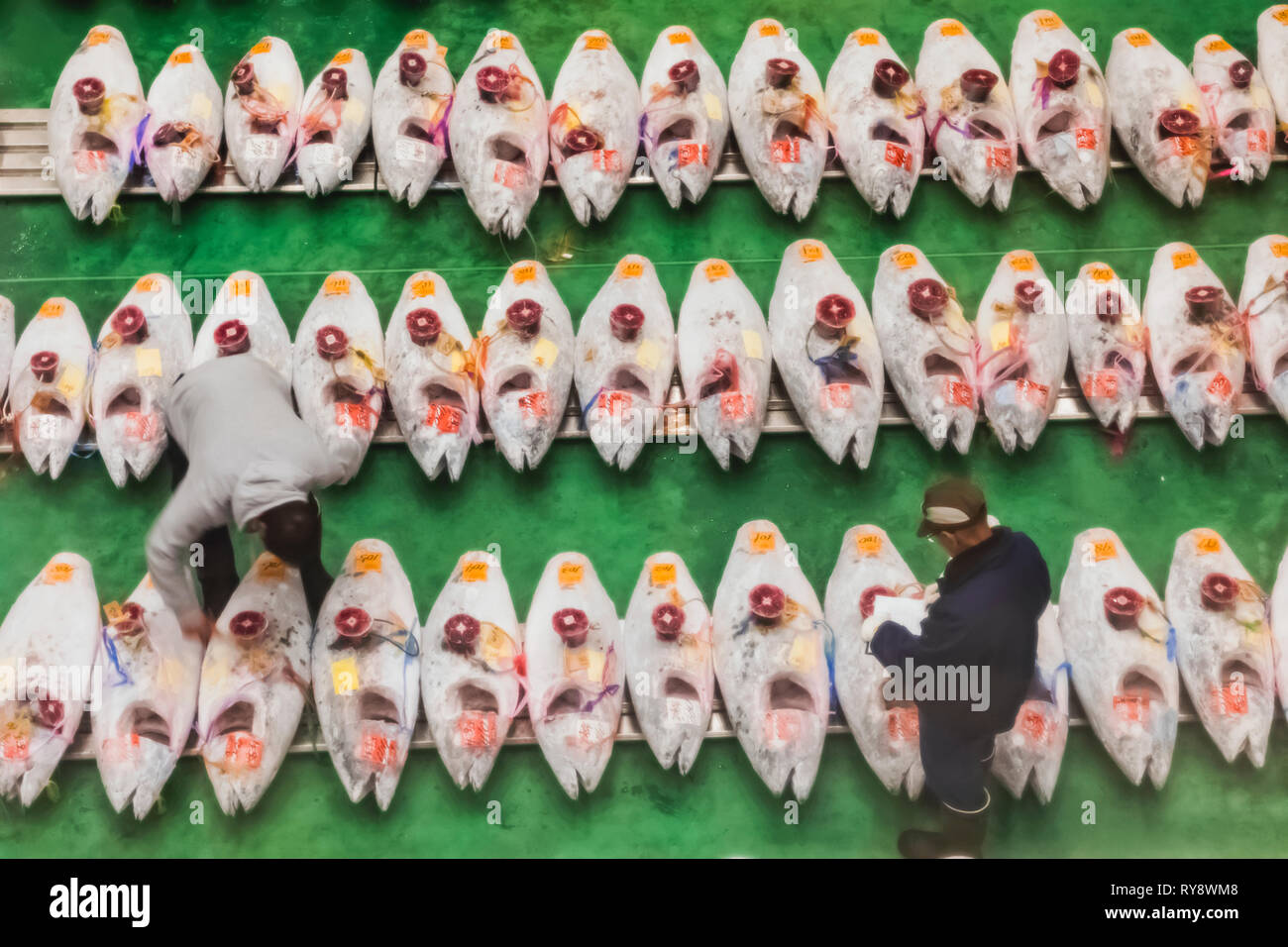Japan, Honshu, Tokyo, Toyosu Fish Market, View of The Early Morning ...