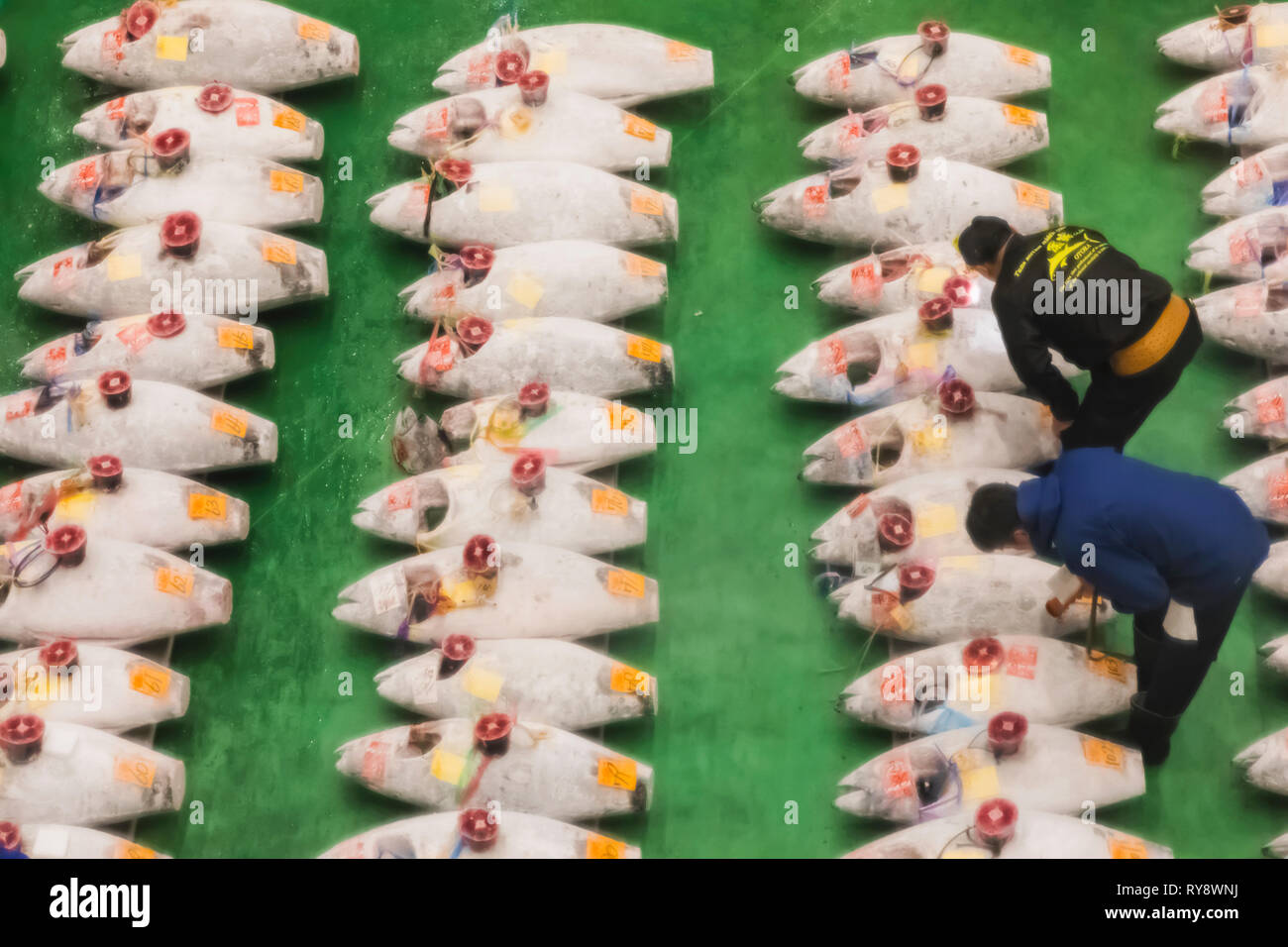 Japan, Honshu, Tokyo, Toyosu Fish Market, View of The Early Morning ...