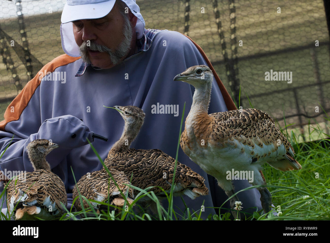 Great Bustard chicks (Otis tarda ) being fed with Lucerne leaves as ...