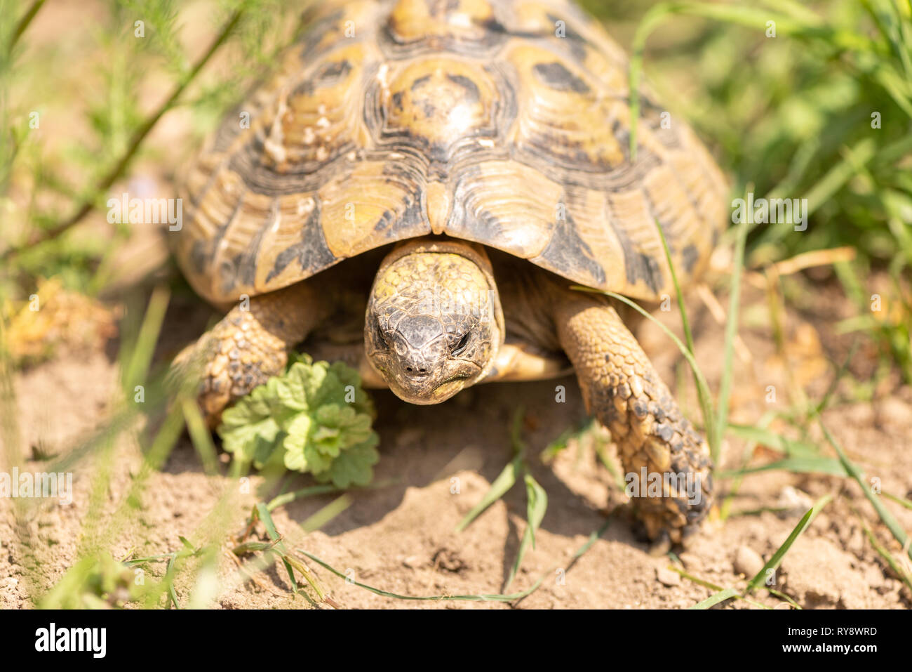 Turtle hiding in shell hi-res stock photography and images - Alamy