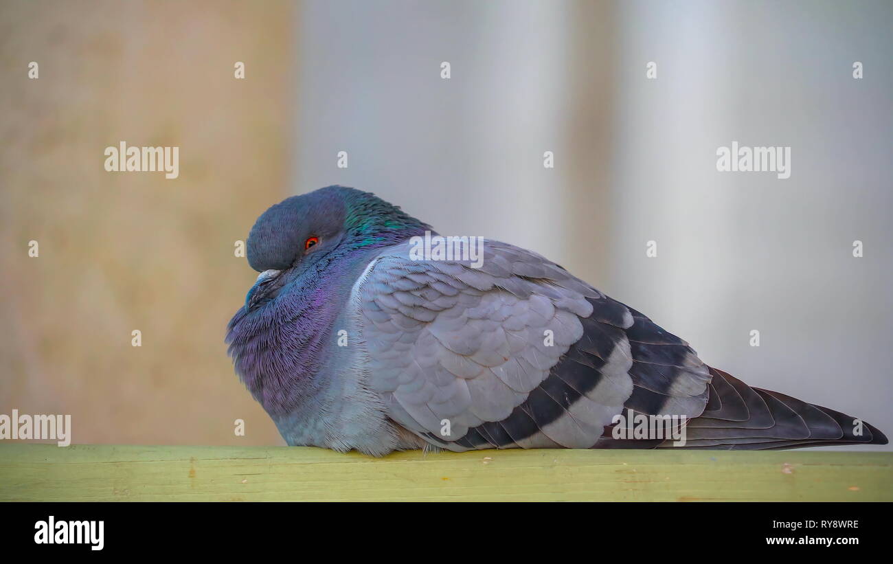 A bird on top of the basilica of Saint Peter in Vatican Rome Italy ...