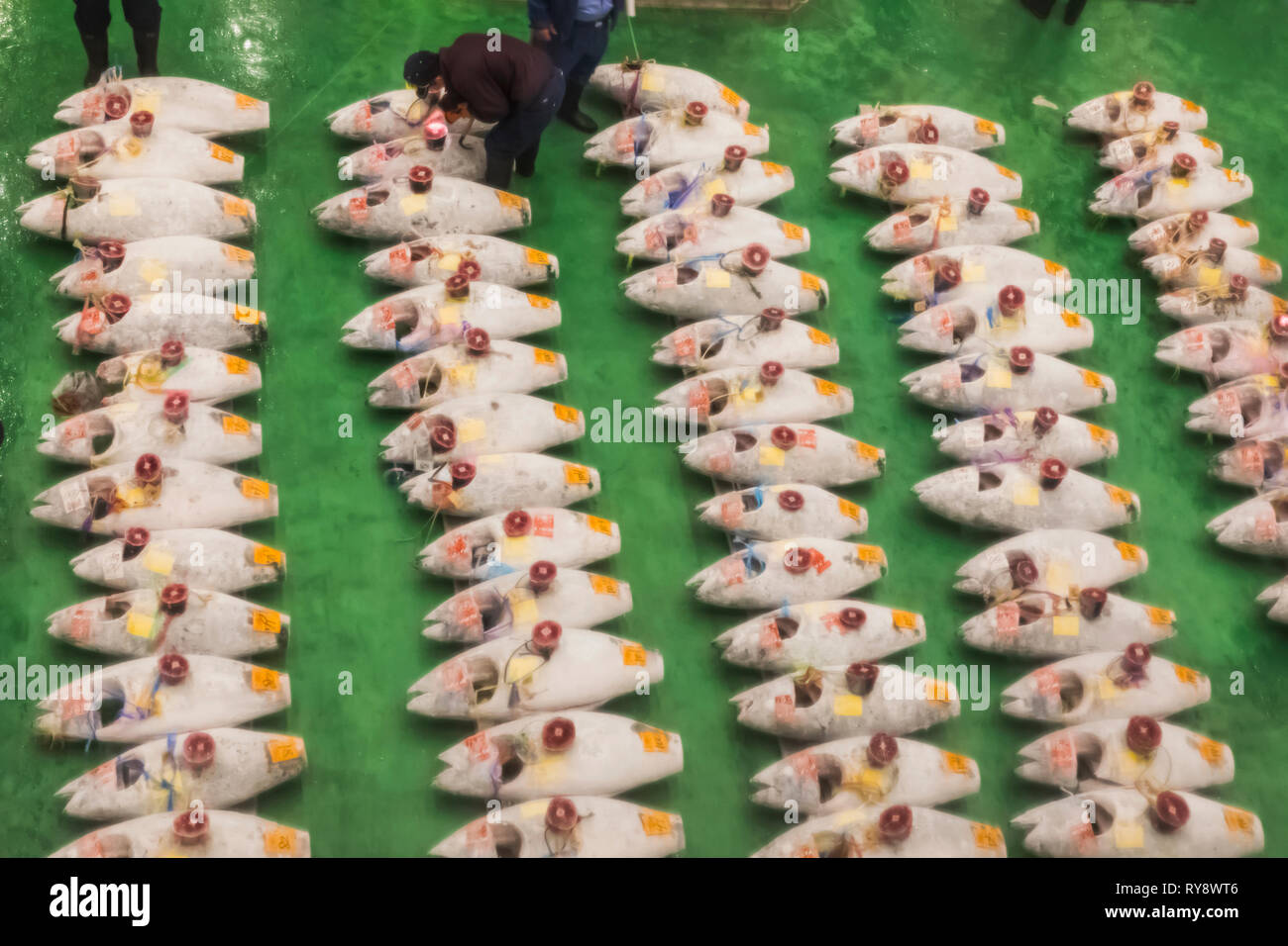 Japan, Honshu, Tokyo, Toyosu Fish Market, View of The Early Morning ...