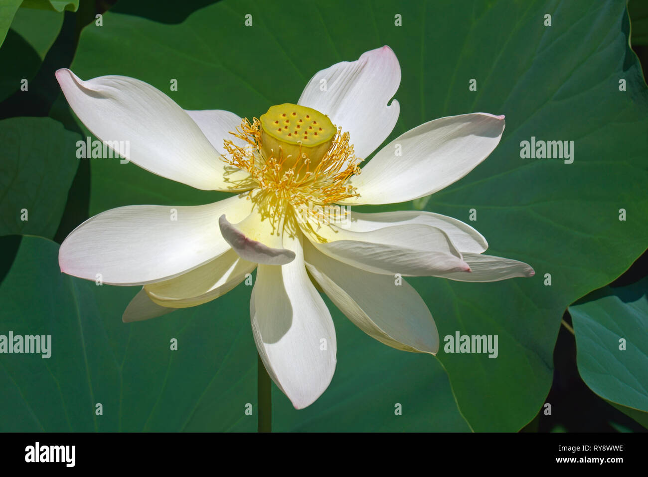 Sacred lotus (Nelumbo nucifera). Known also as Indian Lotus, Bean of ...