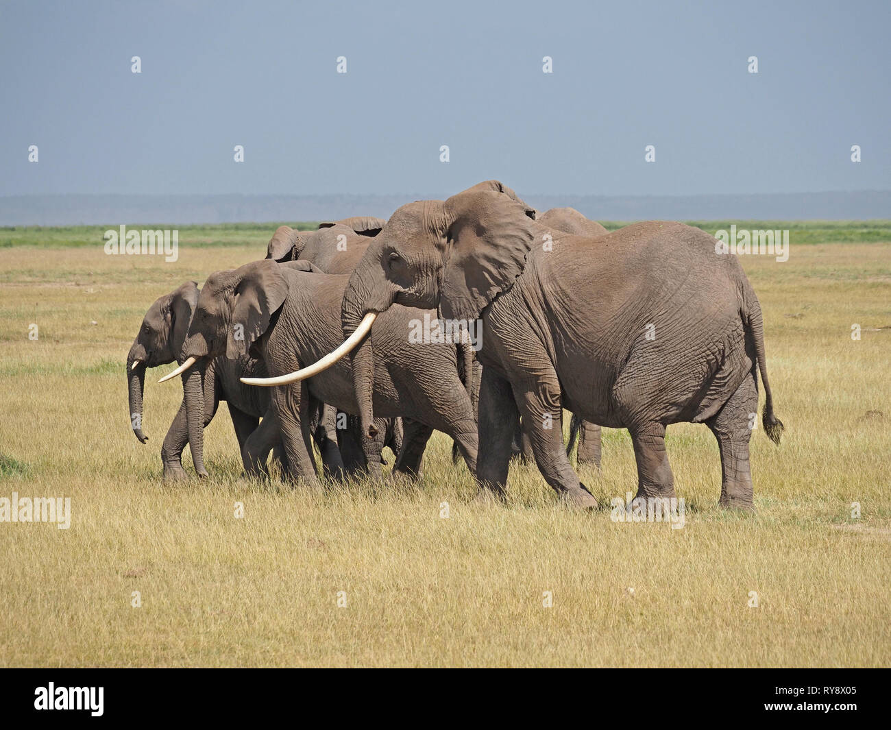 Long tusked african elephant hi-res stock photography and images - Alamy