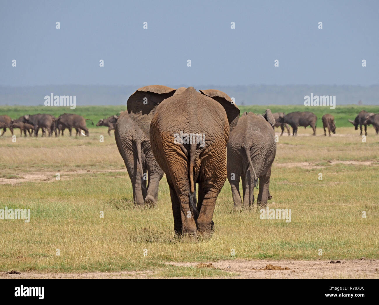 Rear african elephants ear hi-res stock photography and images - Alamy