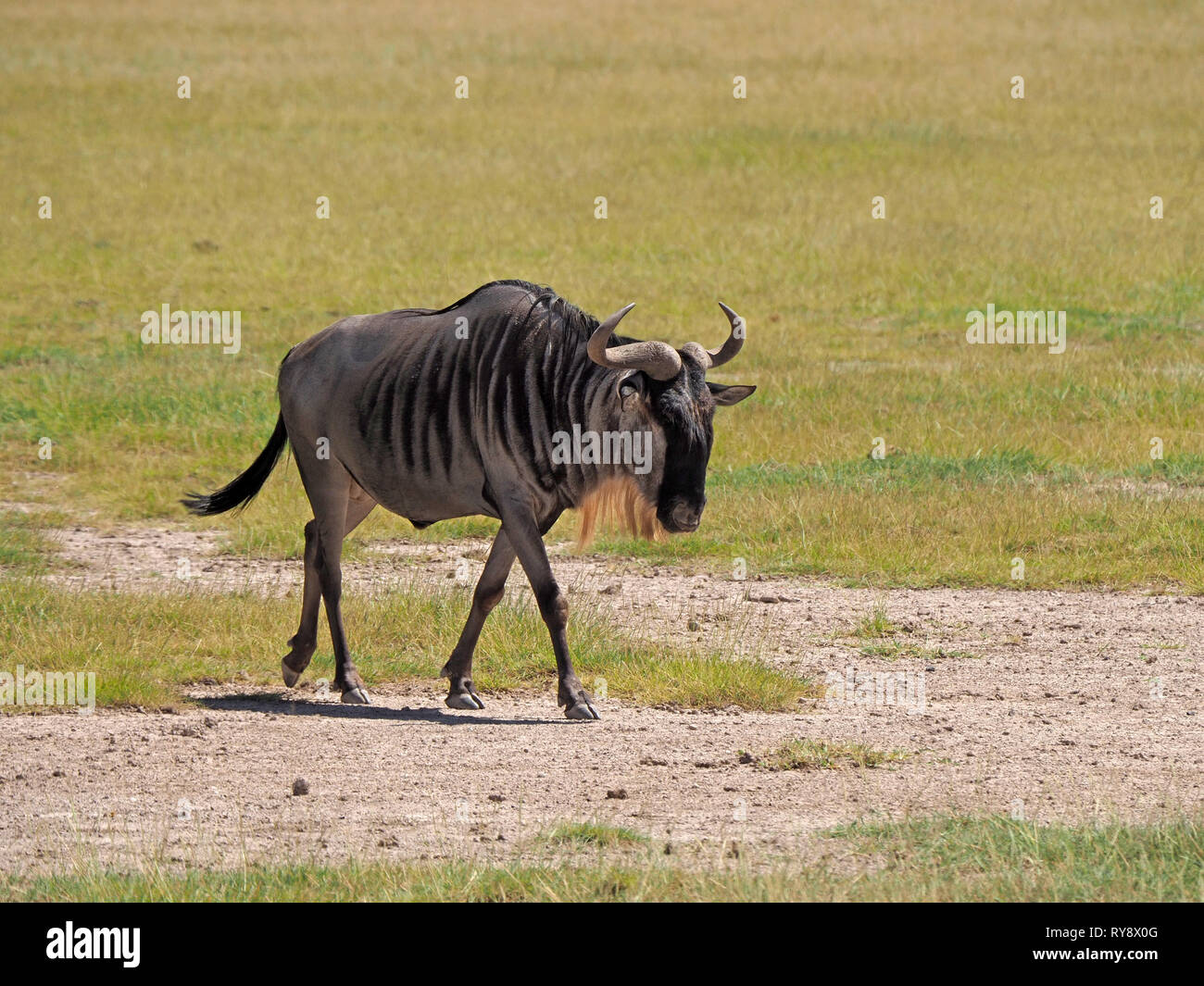White beard wildebeest hi-res stock photography and images - Alamy