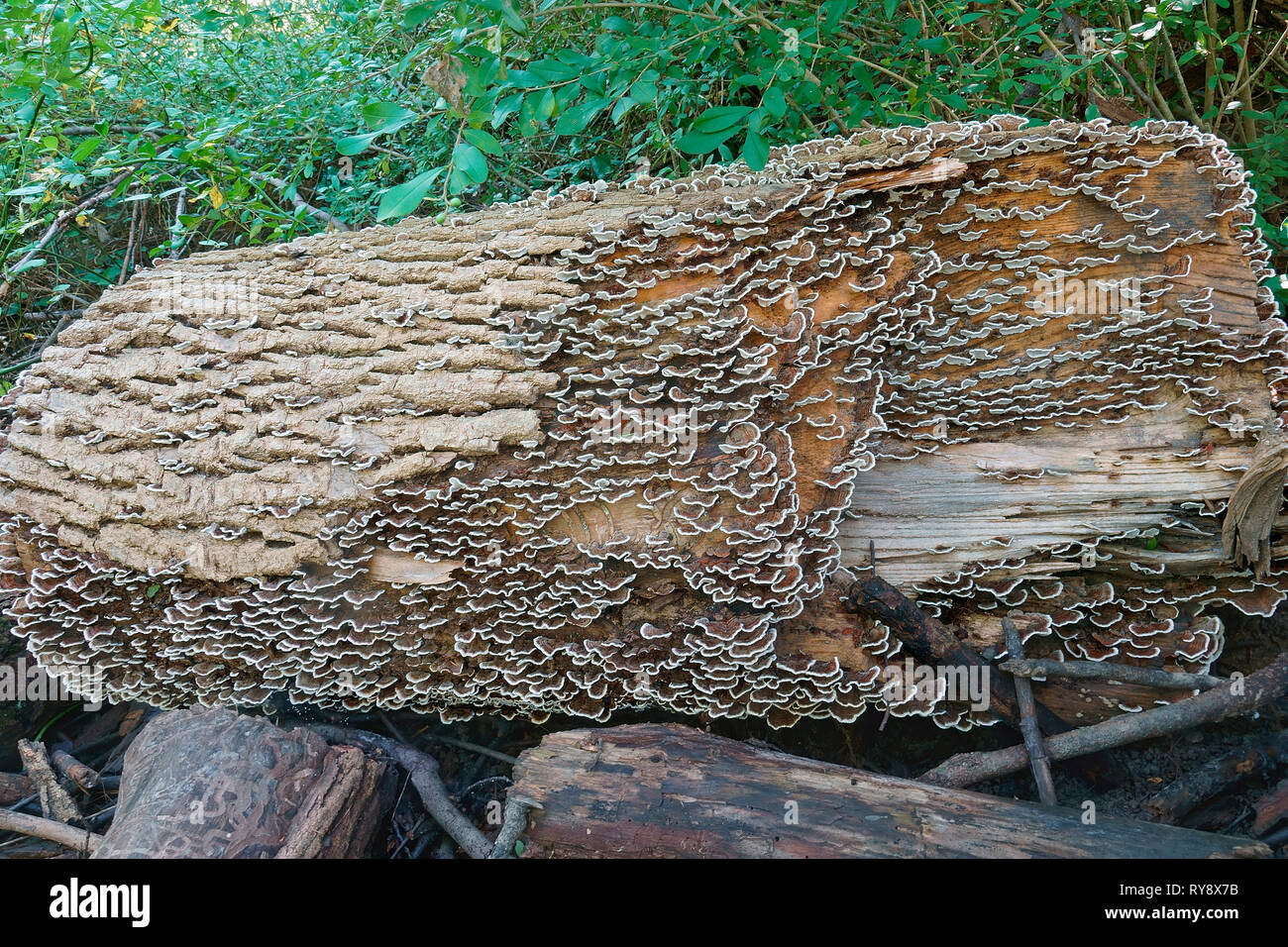 Turkey tail (Trametes versicolor). Another scientific names are ...
