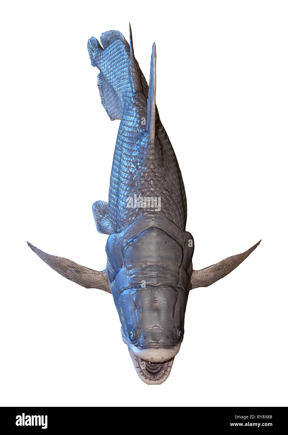3D rendering of a Mawsonia, an extinct genus of prehistoric coelacanth ...